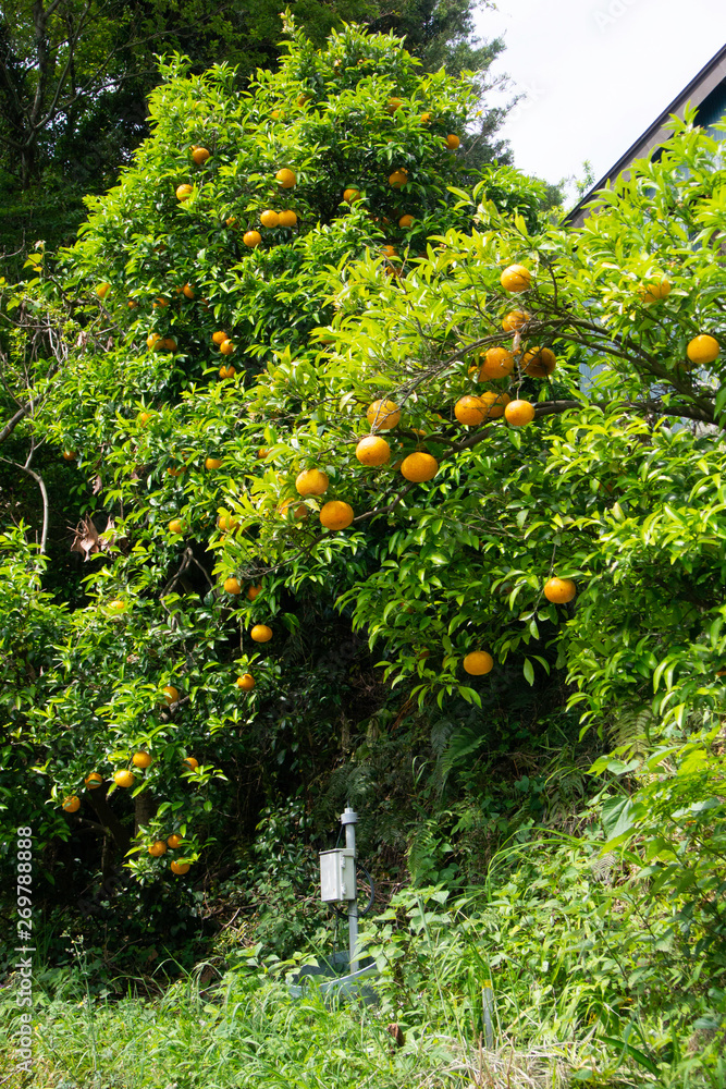 Mandarin orange in Shizuoka city, Japan Stock Photo | Adobe Stock