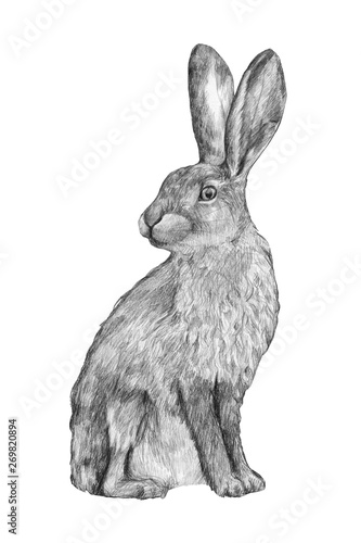 Graphic hand-drawing in pencil. Sketch of a hare isolated on white ...