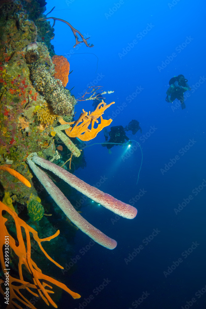Silhouette shots of scuba divers using rebreathers to explore sponge ...