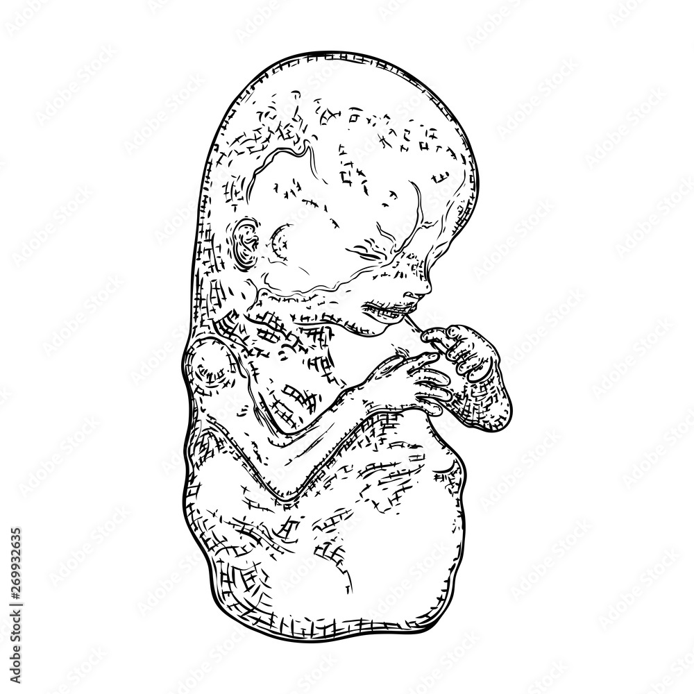 Baby development in pregnancy drawing. Anatomy of fetus and pregnancy ...