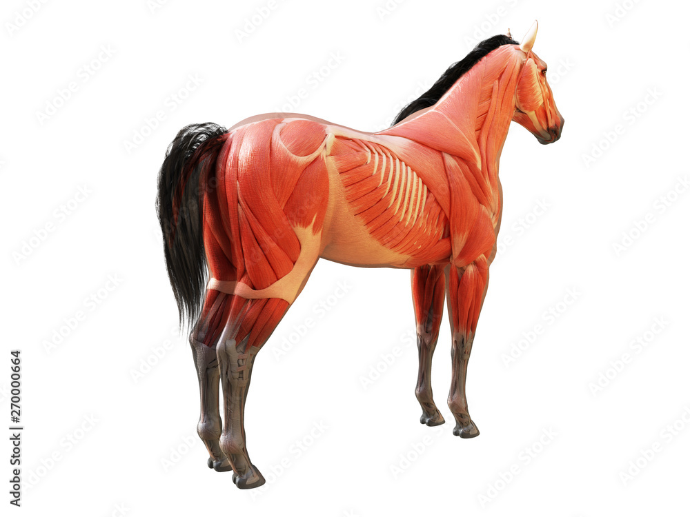 3d rendered medically accurate illustration of the horse anatomy ...