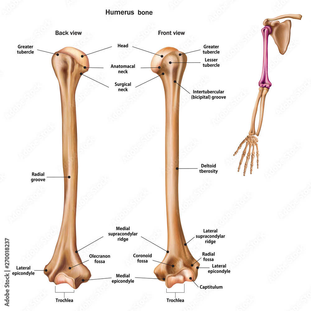 Structure of the humerus bone with the name and description of all ...
