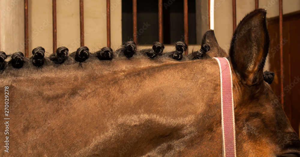 Braided mane horse with braids tucked using gum as the meet the ...