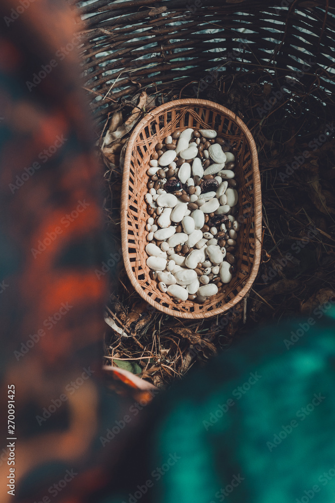 Stages of the white bean crop: dry unopened crop with ready dry beans ...