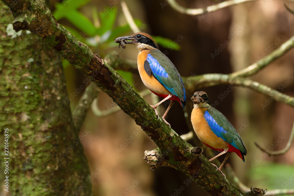 Pair of parent pitta in the wild,over the shoulder shot..Mangrove pitta ...