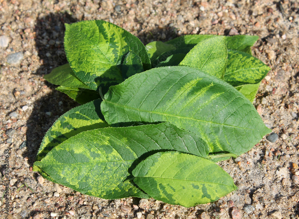 Virus-triggered symptoms of chlorotic mottling and mosaic on green ...