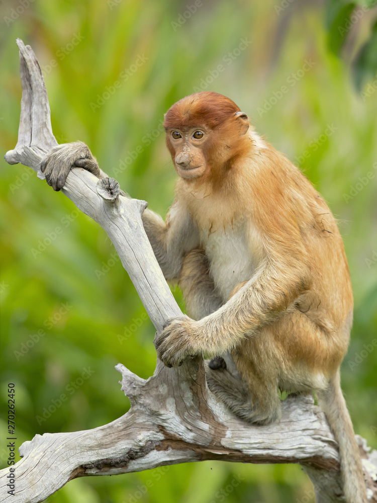Fotografie Proboscis monkey (Nasalis larvatus) or long-nosed monkey ...