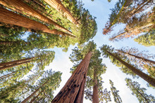 Sequoias Free Stock Photo - Public Domain Pictures