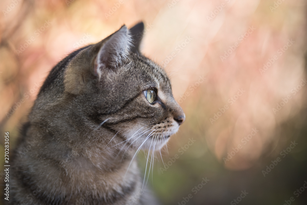 tabby domestic shorthair cat profile side view outdoors Stock Photo ...