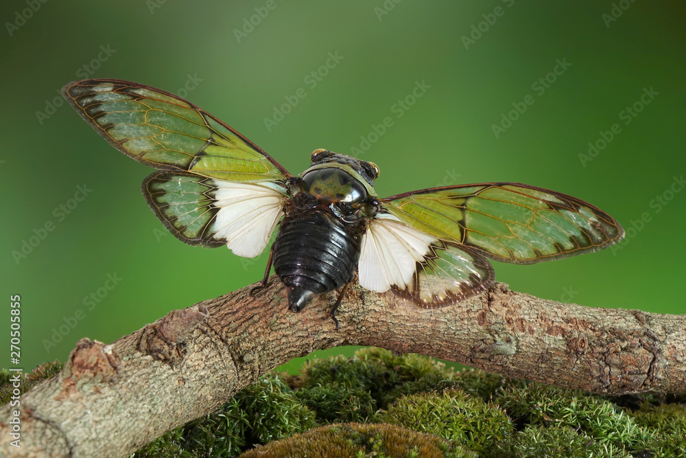 Cicadas : Odd green glasswing Alien head cicada (Salvazana mirabilis ...