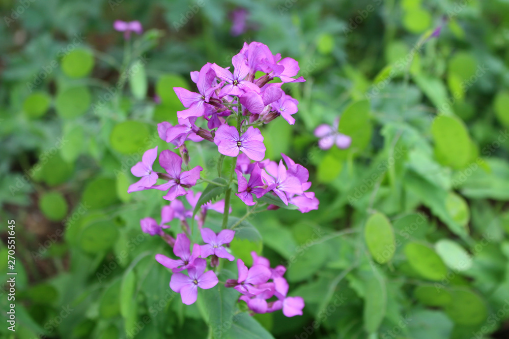 Top view close up of the vibrant pink flowers of Lunaria annua, called ...