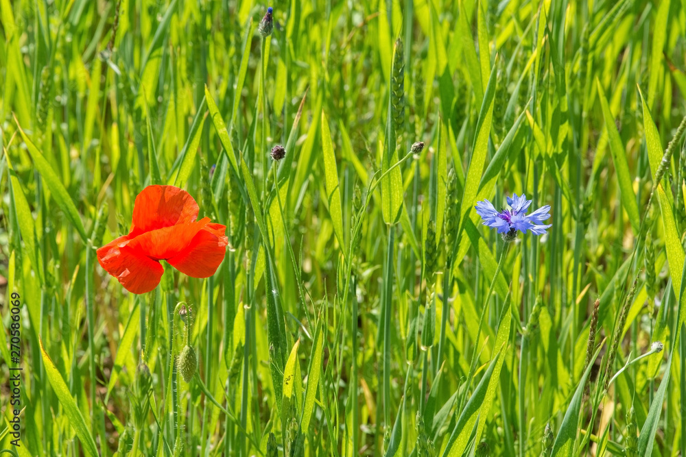 A red poppy and cornflower in sunlight in a wheat field in north east ...