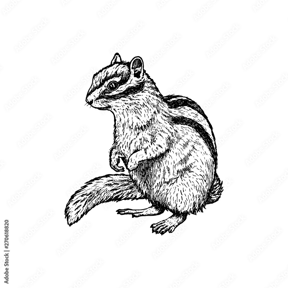 Hand drawn chipmunk. Vector sketch. Illustration of animal. Stock ...