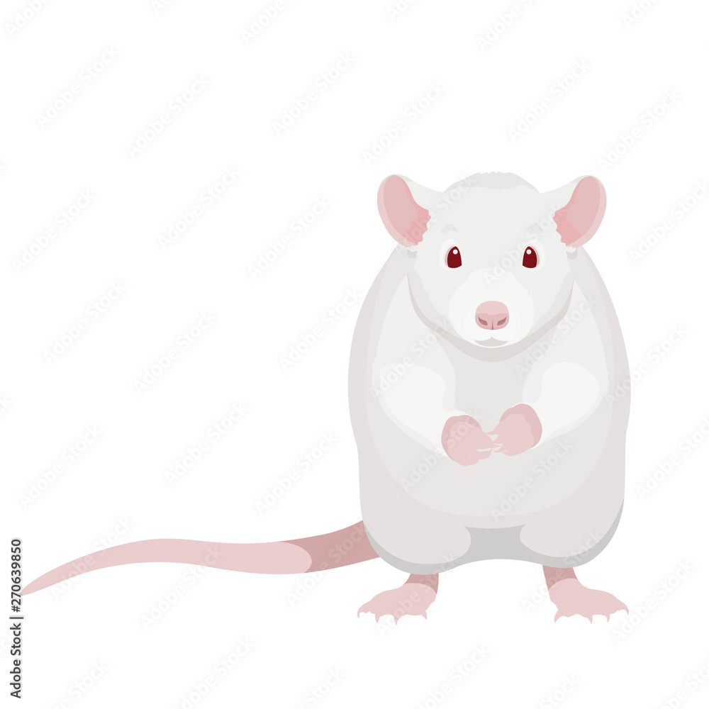 Cartoon white rat vector illustration. Cute sitting albino rat isolated ...