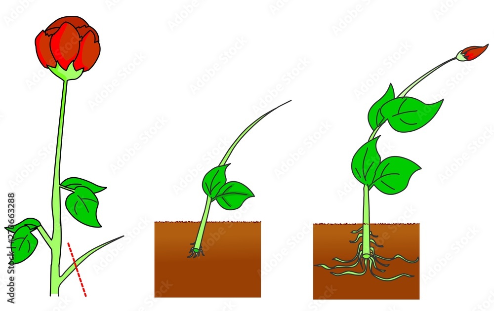 Rose reproduction. Cutting stages. Asexual Vegetative propagation types ...