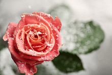 Winter Rose 2 Free Stock Photo - Public Domain Pictures