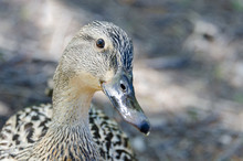 Cute Duck Portrait Free Stock Photo - Public Domain Pictures