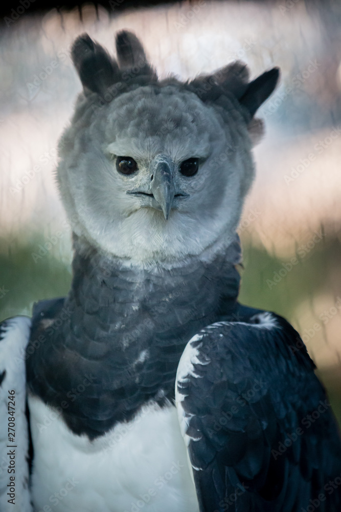 Foto de Stock Harpy Eagles are among the world’s largest and most powerful eagles. Their rear ...