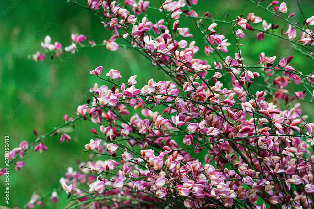 Cytisus scoparius spring blooming bush with red/ jellow blossom Stock ...