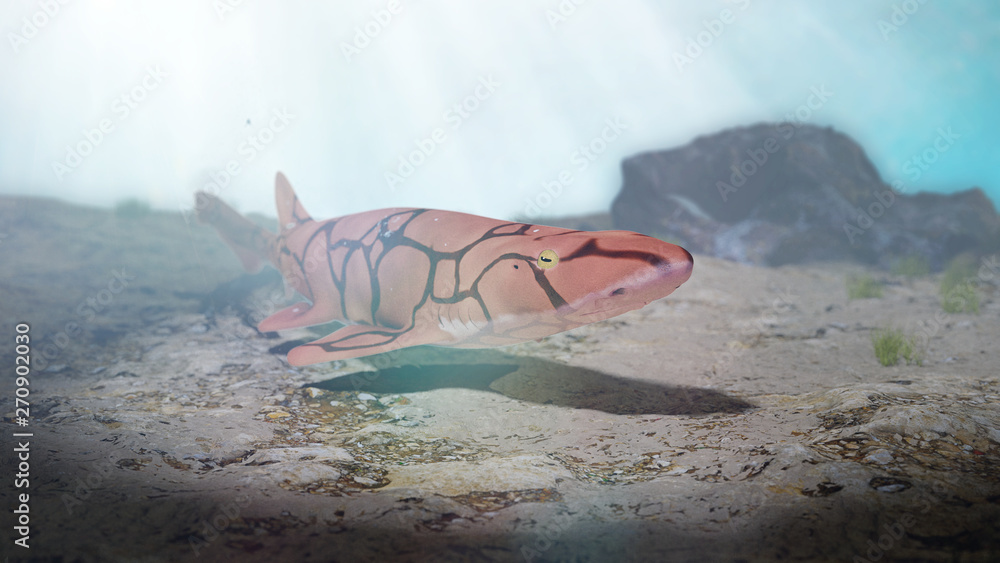 chain catshark (Scyliorhinus retifer) a small ground shark species in ...