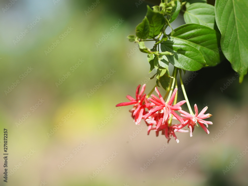 Rangoon creeper name flower The flower looks like long tube At the end ...