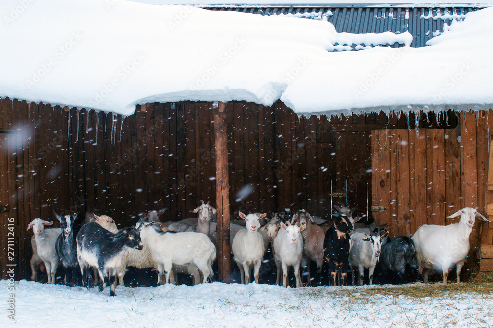 Goats in winter pen. Falling snow and cattle under a canopy. Farm with ...