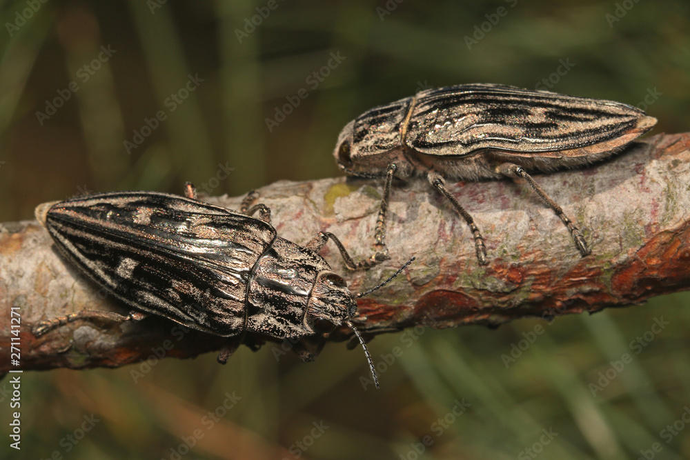 Flatheaded pine borer, a common European Jewel beetle, dwelling in pine ...