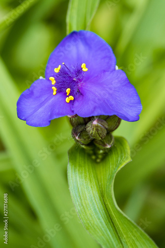 Purple Flower Three Petals - Home Alqu
