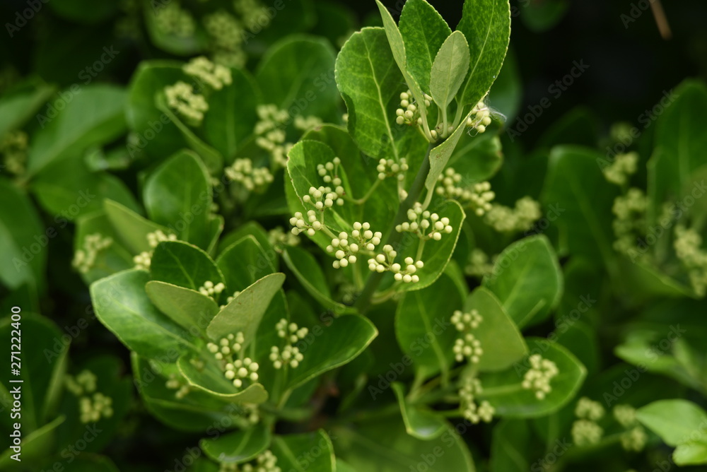 The evergreen Japanese spindle tree (Euonymus japonica) is used for ...