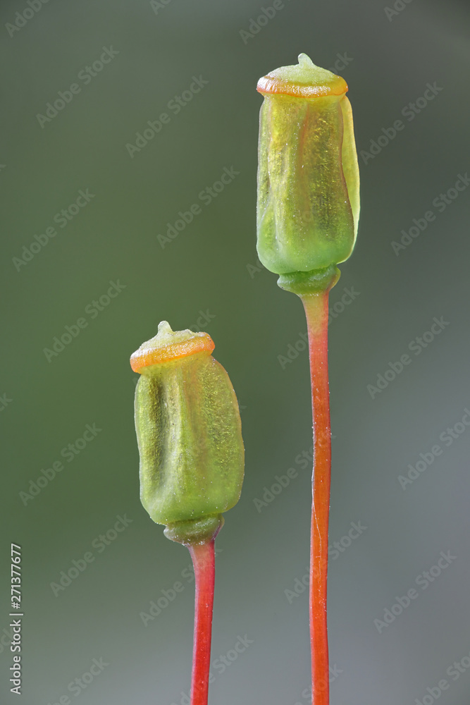 Spore capsules or sporangia of Polytrichum juniperinum, commonly known ...