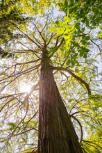 Bald Cypress Tree Branches In Fall Free Stock Photo - Public Domain ...