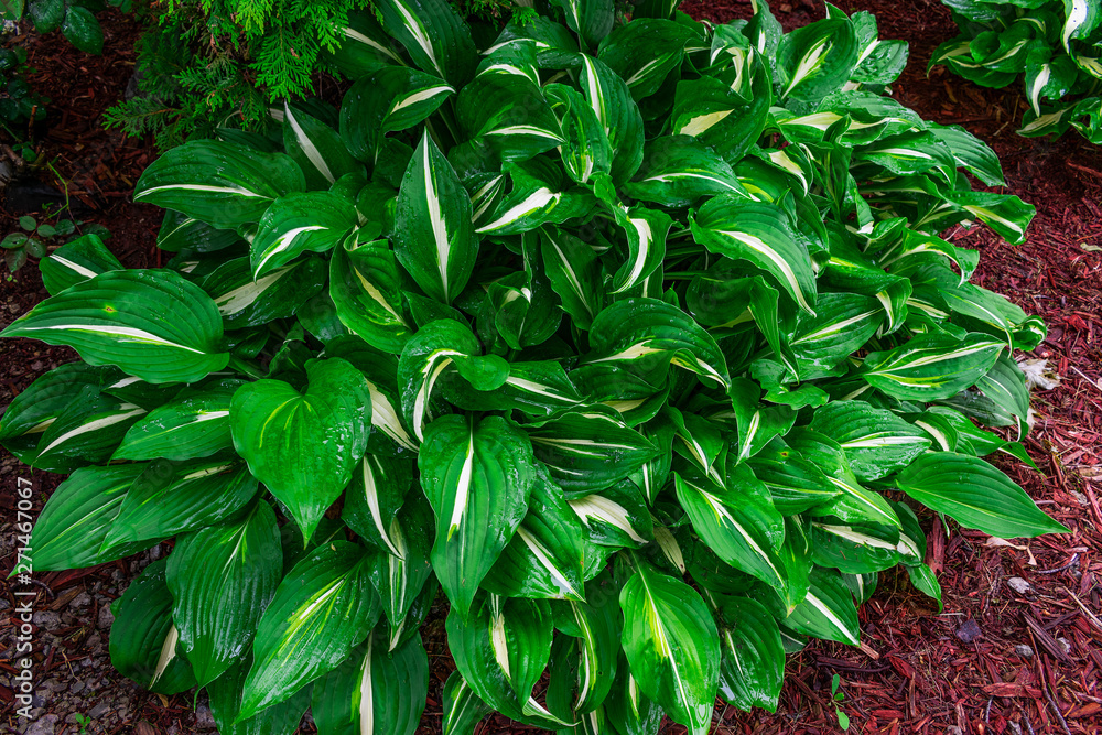 ภาพถ่าย Stock Green and white hosta plant. Hosta plants with wet leaves ...