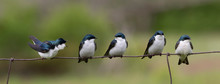 Four Birds On A Branch Free Stock Photo - Public Domain Pictures