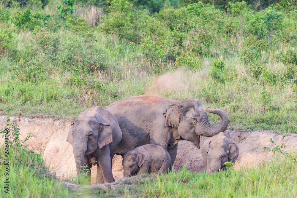 Elephant eating meniral on salt earth in the Khao Yai national park ...