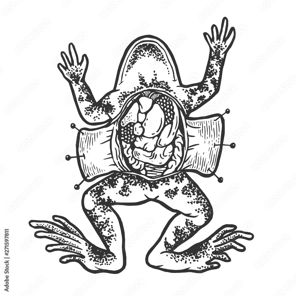 Dissected frog autopsy science experiment sketch line art engraving ...
