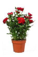 Red And White Miniature Rose Free Stock Photo - Public Domain Pictures