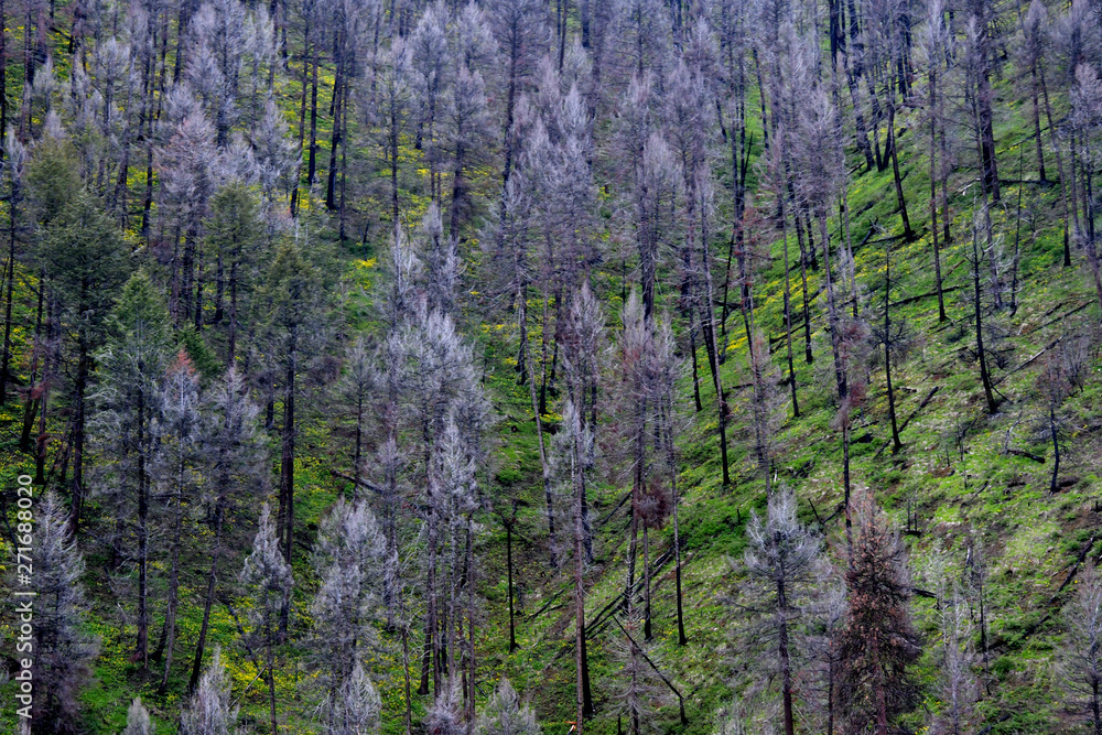 Burned forest recovery, starts with ground cover as the first step in ...
