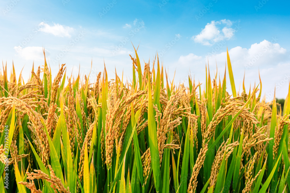 Ripe rice field and sky landscape on the farm Stock Photo | Adobe Stock