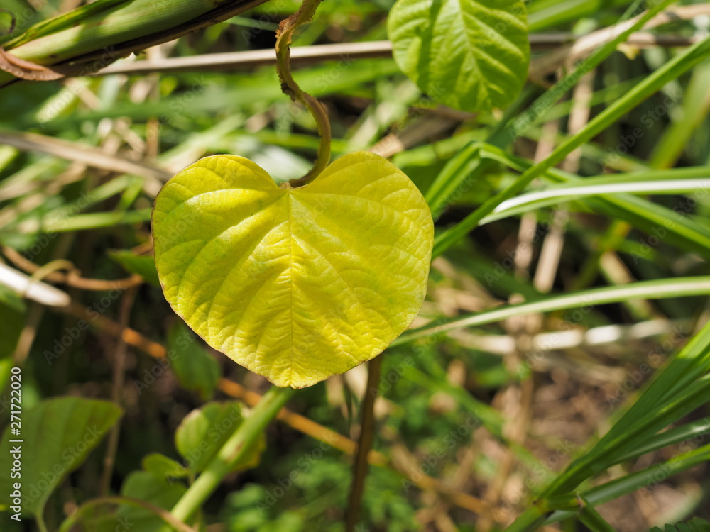 Green leaf shape heart of Devil's Trumpet with green nature blurred ...