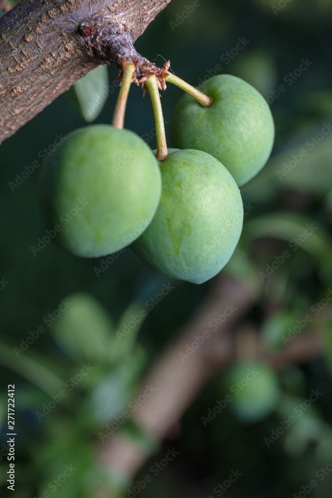 Japanese Plam Stock Photo | Adobe Stock