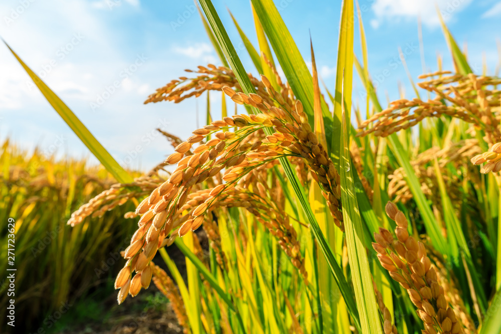 Ripe rice field and sky landscape on the farm Stock Photo | Adobe Stock