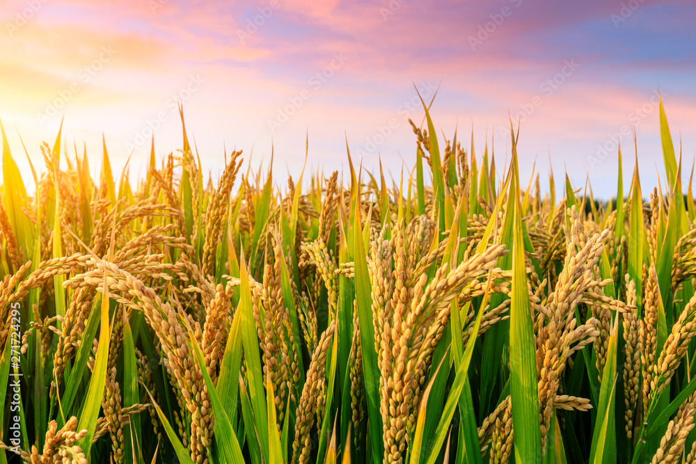 Ripe rice field and sky background at sunset time with sun rays Stock ...