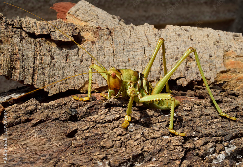 Saga (bush cricket or katydid), Saga ephippigera syriaca (Orthoptera ...