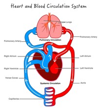 Red Basic Heart Free Stock Photo - Public Domain Pictures