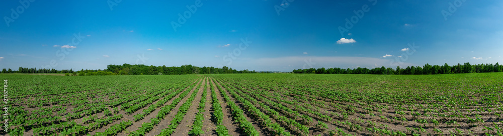 Sunflower plants panorama Stock Photo | Adobe Stock