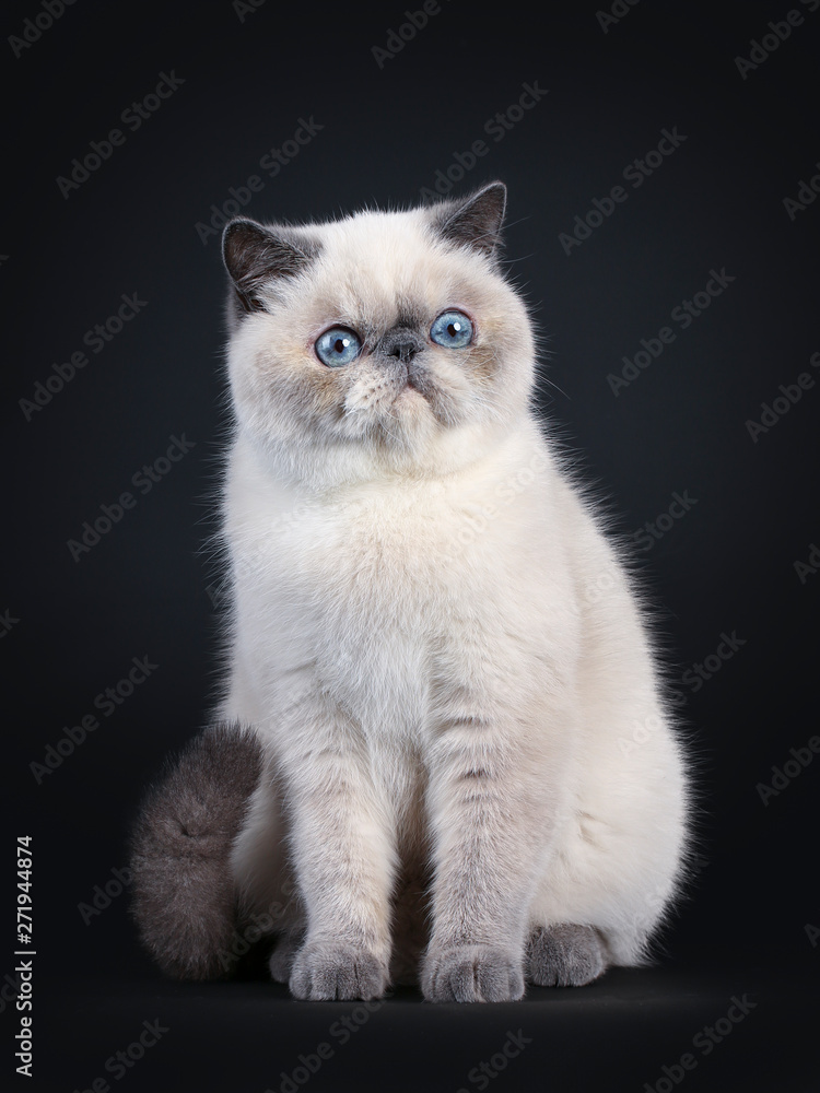 Cute blue tortie point Exotic Shorthair kitten, sitting up facing front ...