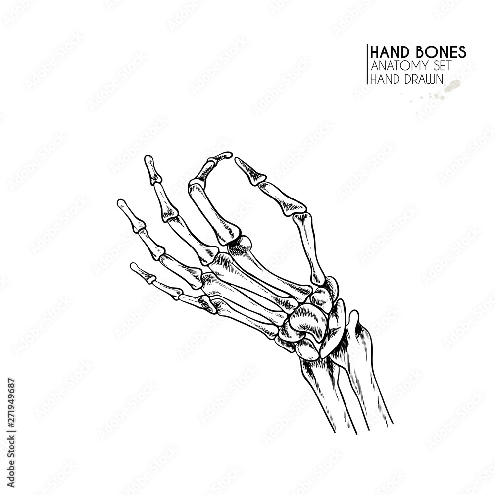 Hand drawn anatomy set. Vector human body parts, bones. Hand gesture in ...