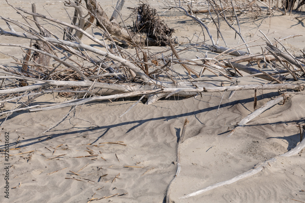 Coastal erosion due to rising sea levels leaves dead tree stumps and ...