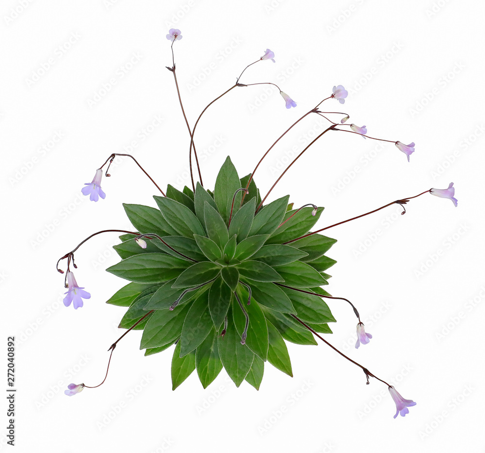Beautiful symmetrical Primulina, a relative of the African violet and ...