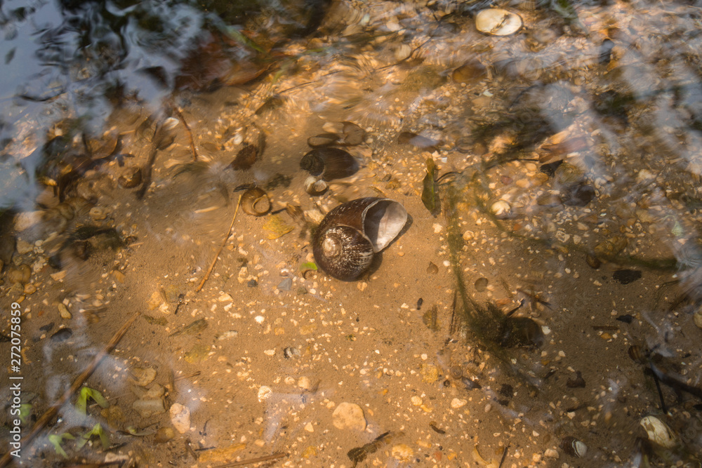 There is a beautiful big snail shell and some beautiful shells in the ...